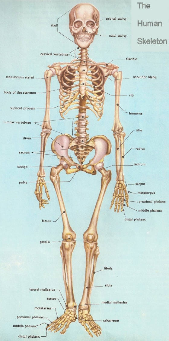 Human Skeleton Human Skeleton